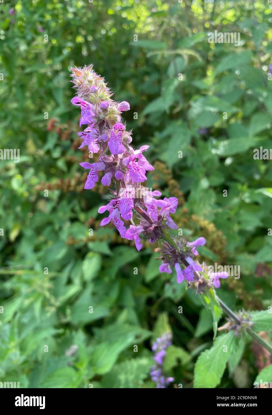 MARSH WOUNDWORT Stachys palustris Photo: Tony Gale Stock Photo - Alamy