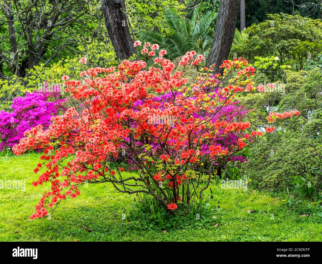 Red Deciduous azalea shrub in full blossom growing in the garden Stock ...