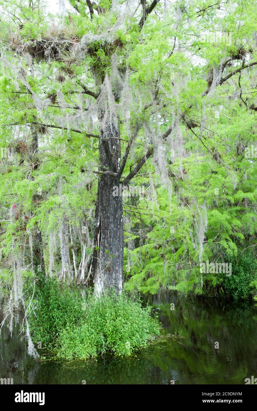 The exotic tree surrounded by water inside Everglades national park ...