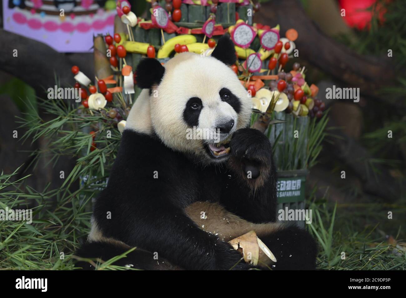 Guangzhou, China. 29th July, 2020. One of the triplet pandas is ...