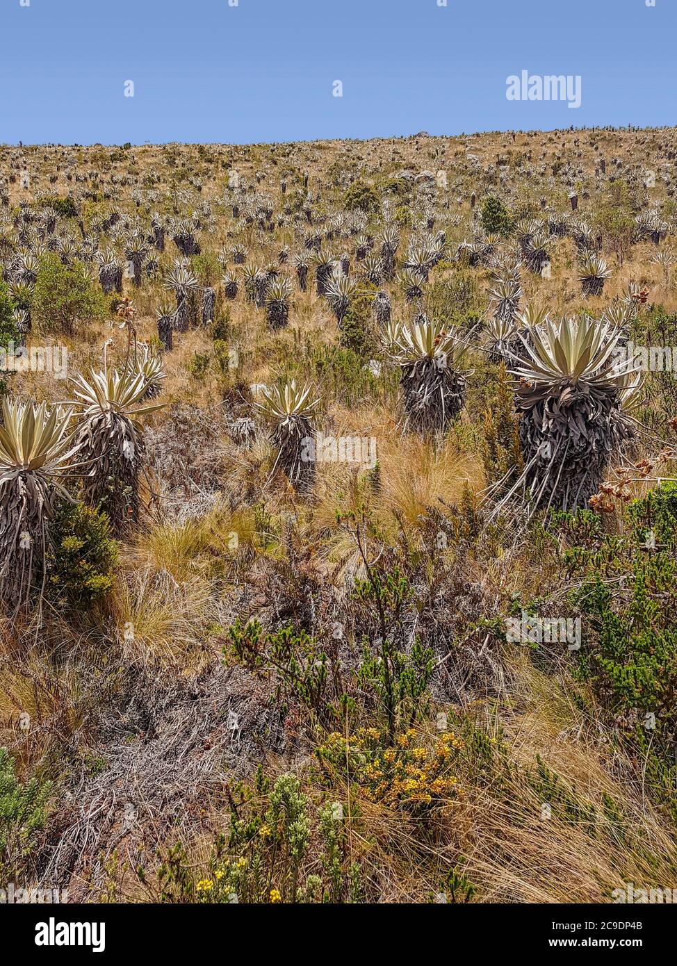 vegetation scenery at the Chingaza National Natural Park in Colombia ...