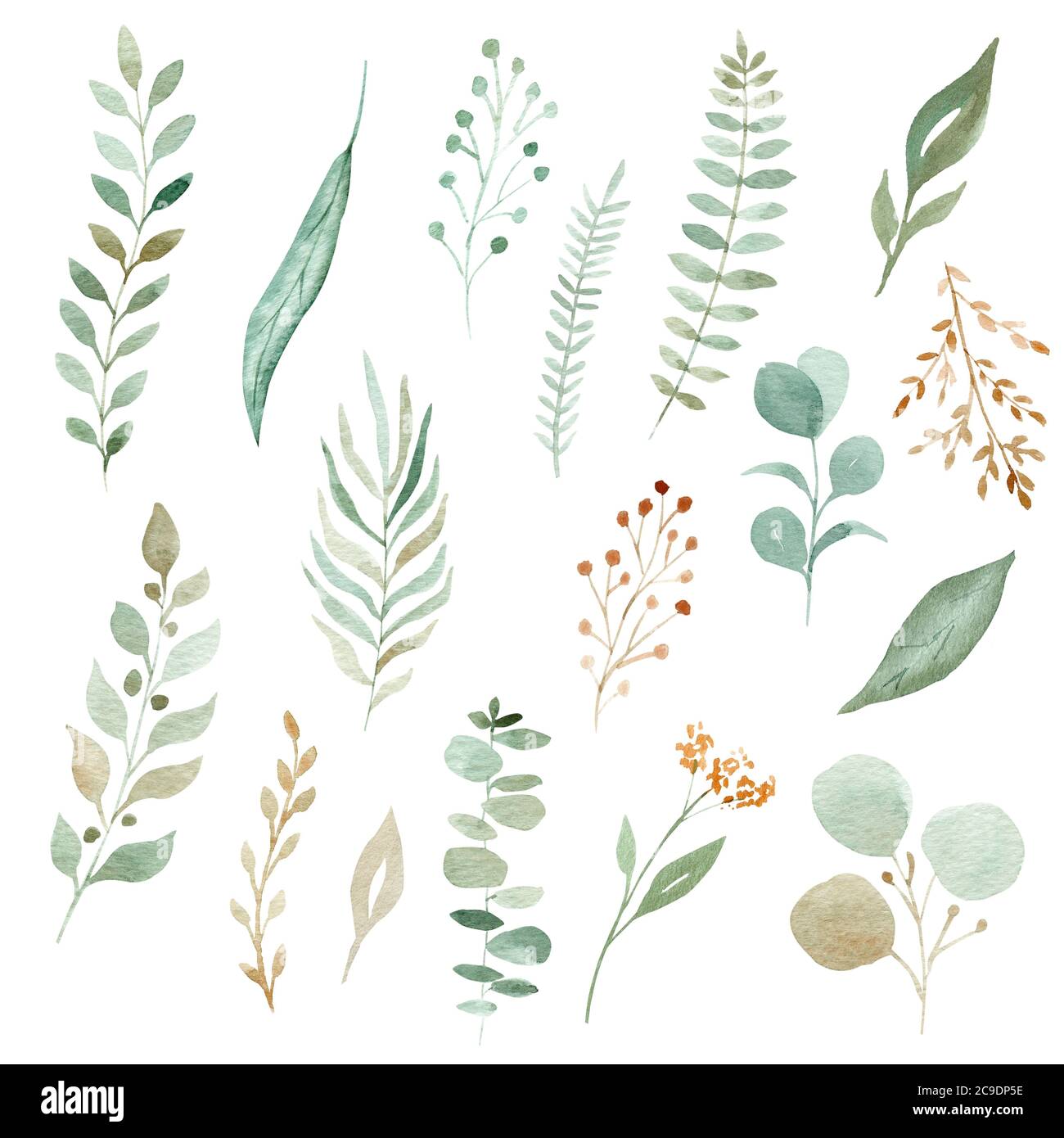 Watercolor greenery leaves and branches set. Hand drawn illustration ...