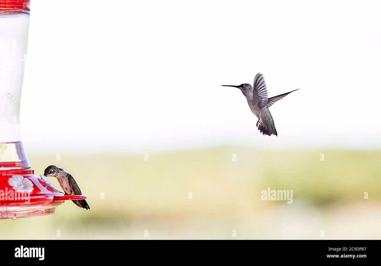 Two Hummingbirds at a feeder, one drinking and one approaching that is ...