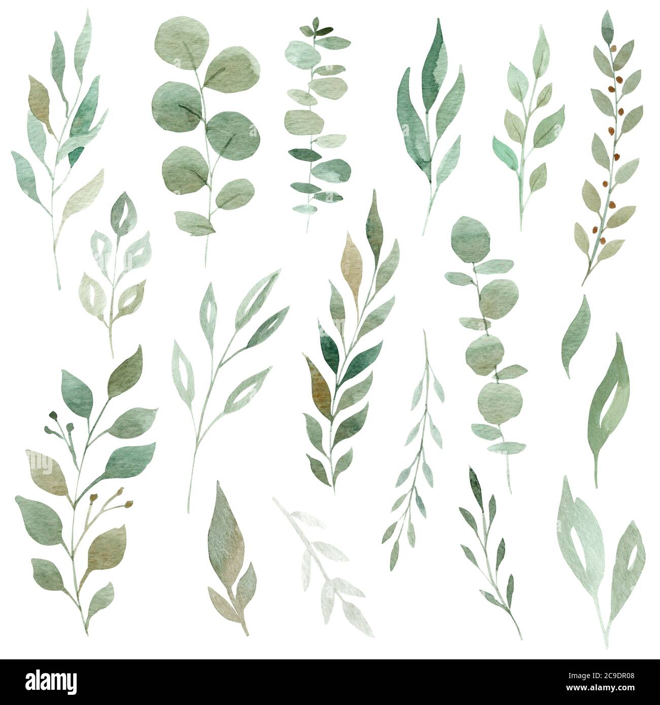 Eucalyptus Leaves Clipart