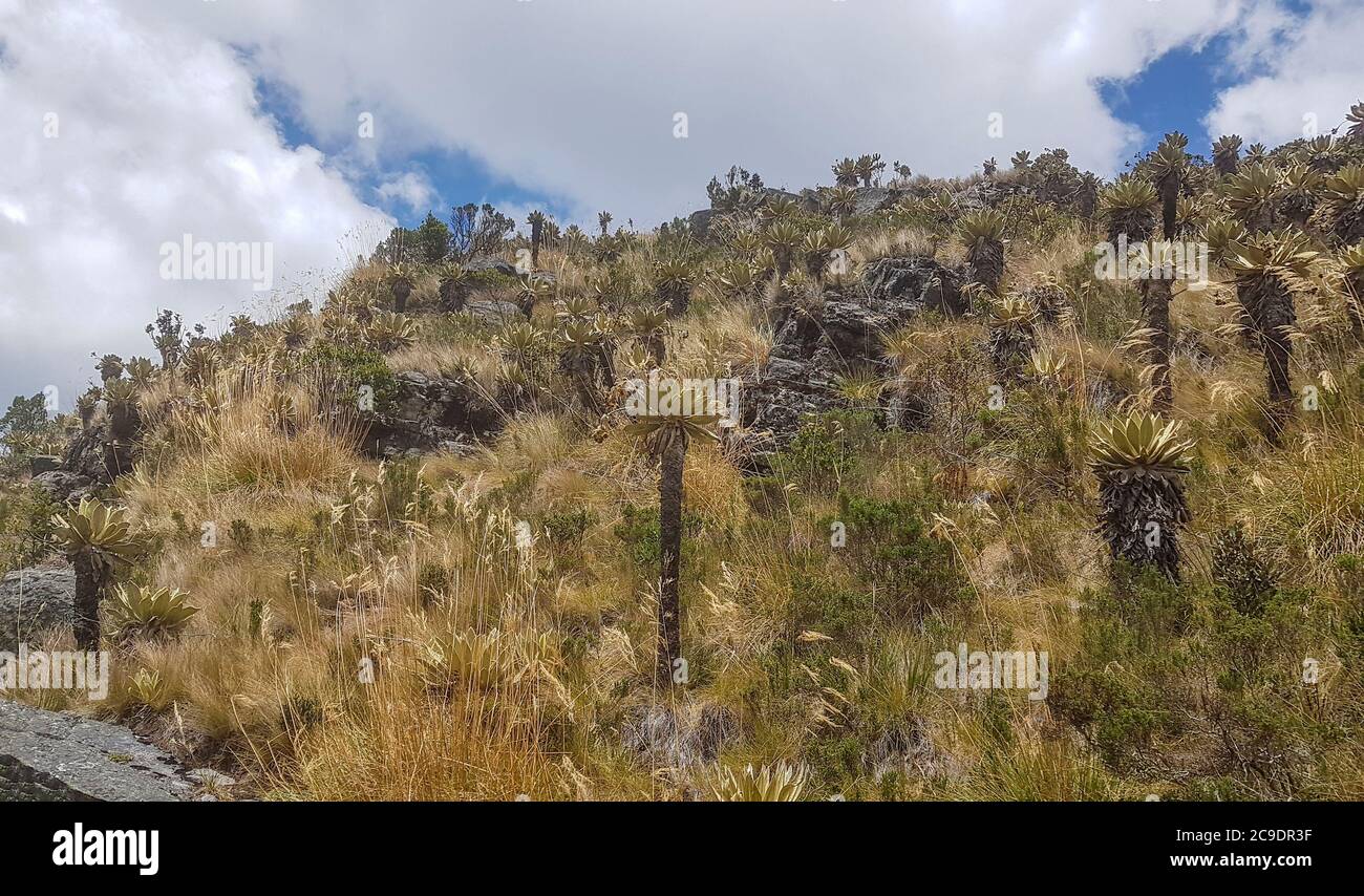 Andes vegetation hi-res stock photography and images - Alamy