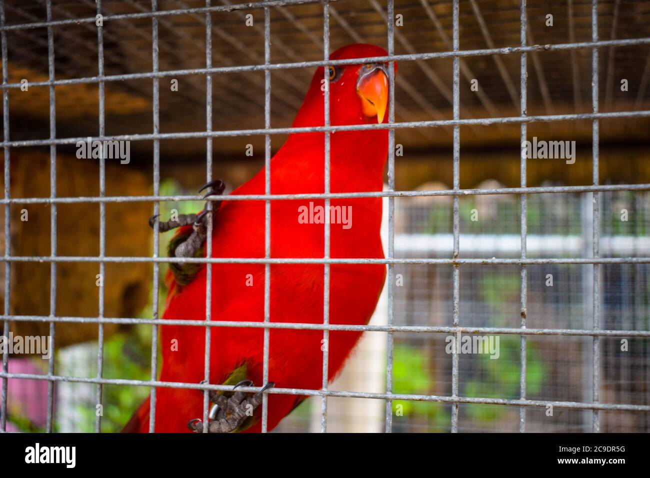 Colorful Parrot inside the cage at Turtle island in Bali Indonesia ...