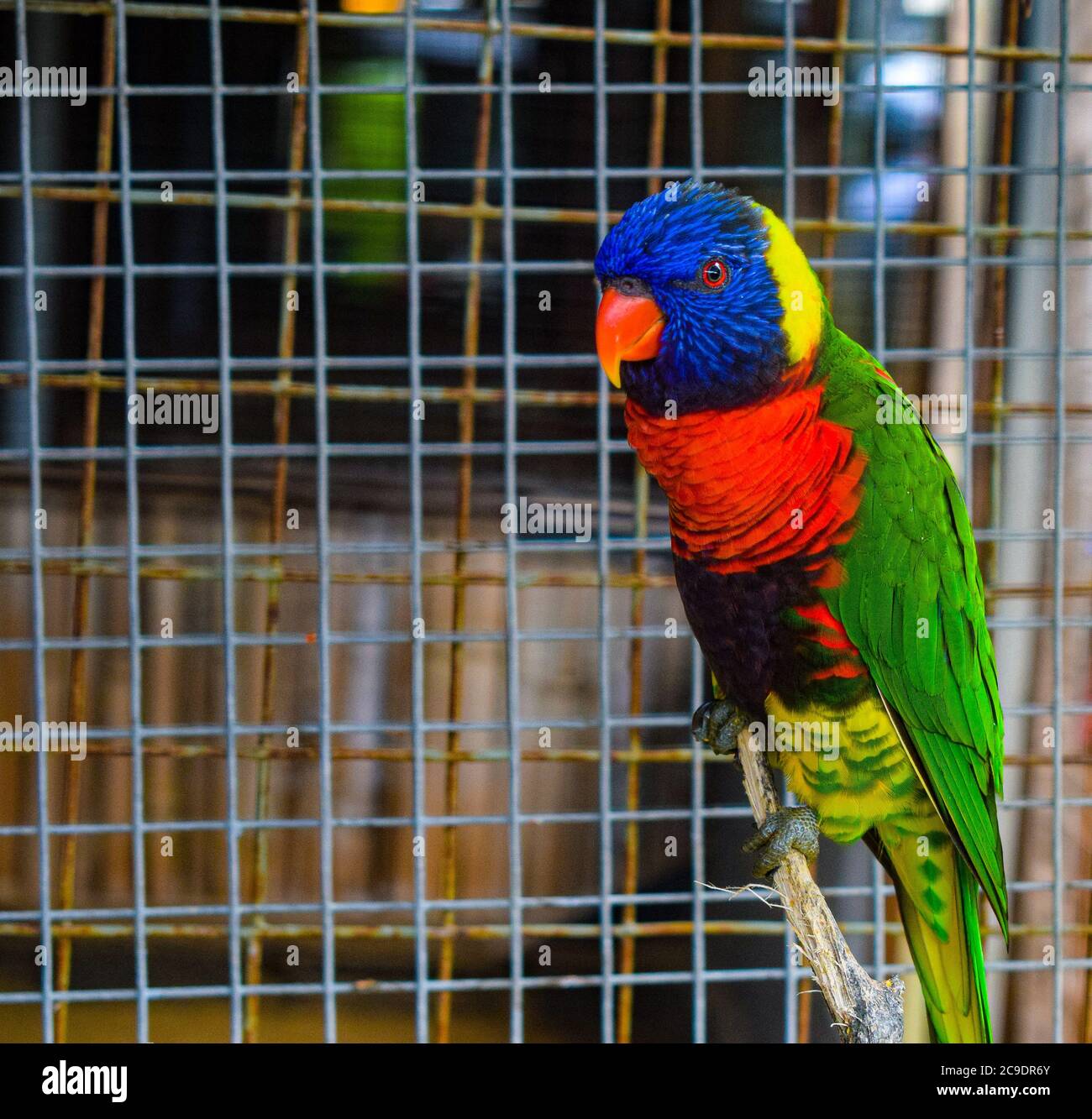 Colorful Parrot inside the cage at Turtle island in Bali Indonesia ...