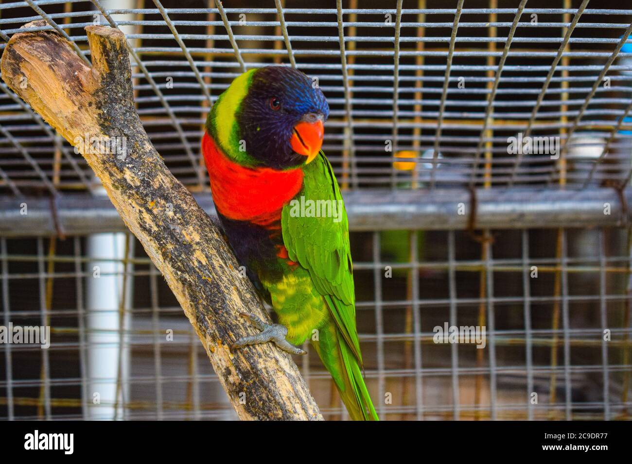 Colorful Parrot inside the cage at Turtle island in Bali Indonesia ...