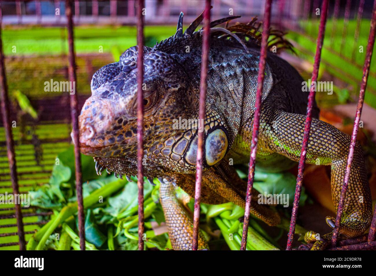 Big Lizard inside the cage at Turtle island in Bali Indonesia Stock ...