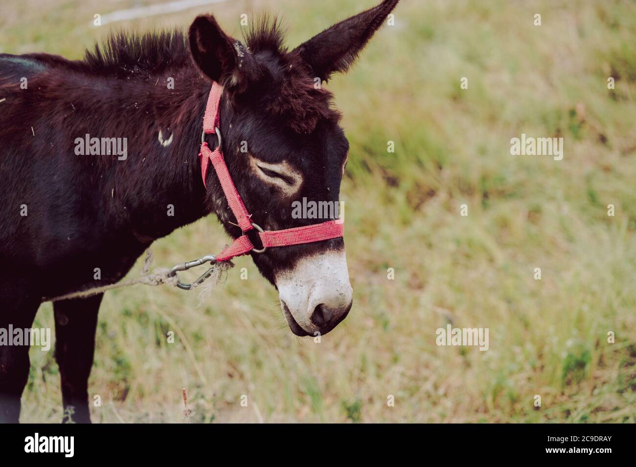 Tethered animals hi-res stock photography and images - Alamy