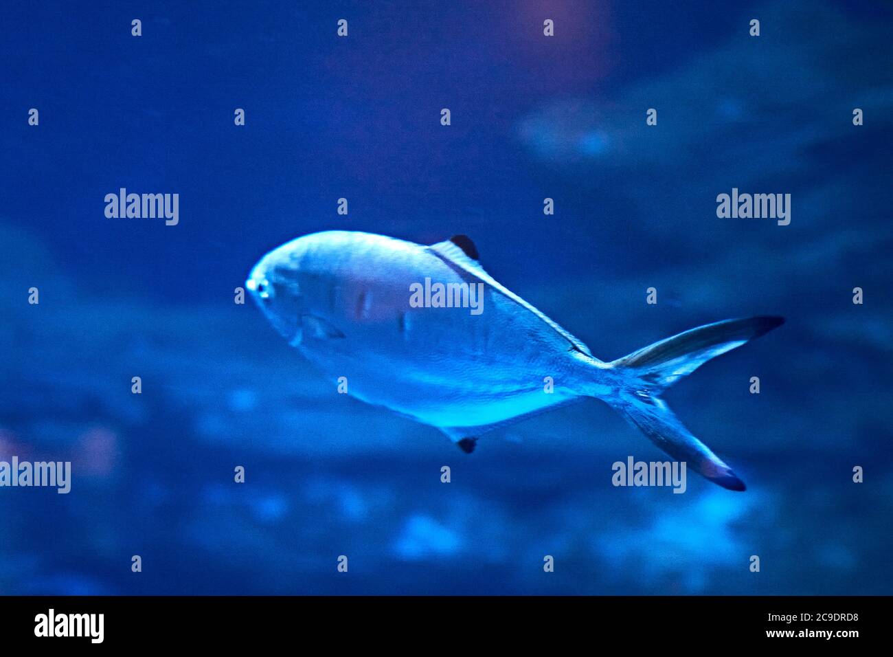 Sea bass, swimming in the ocean bright, lonely, blue, fin Stock Photo ...