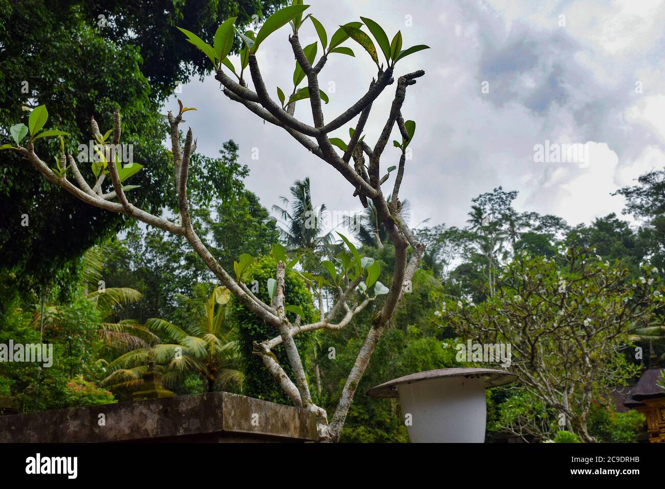 Big tree with branches and land with herbs, Big Trees in nature, scenic ...