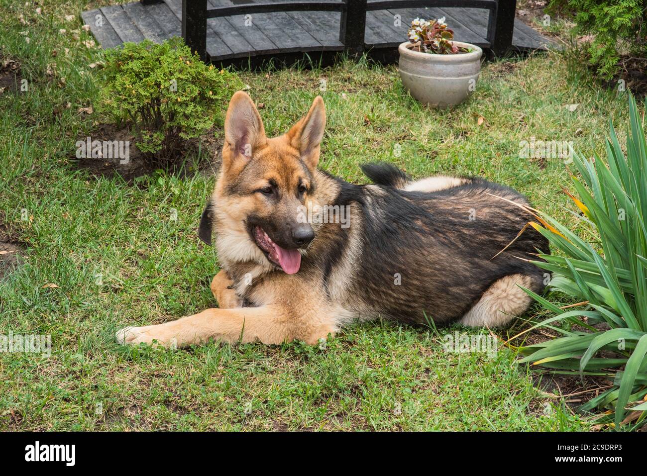 Shepherd Portrait. A cute east european shepherd dog Stock Photo - Alamy