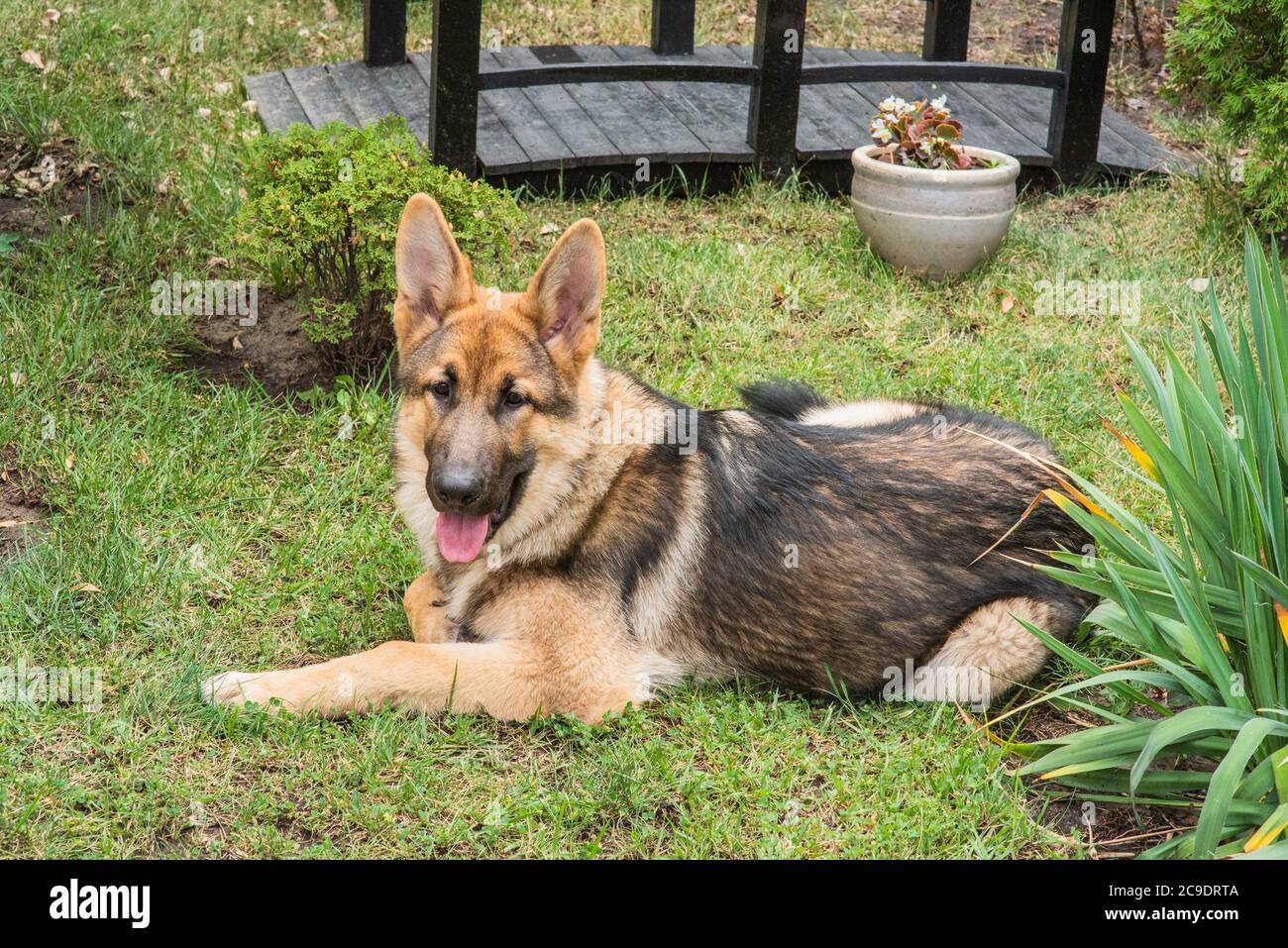 Shepherd Portrait. A cute east european shepherd dog Stock Photo - Alamy