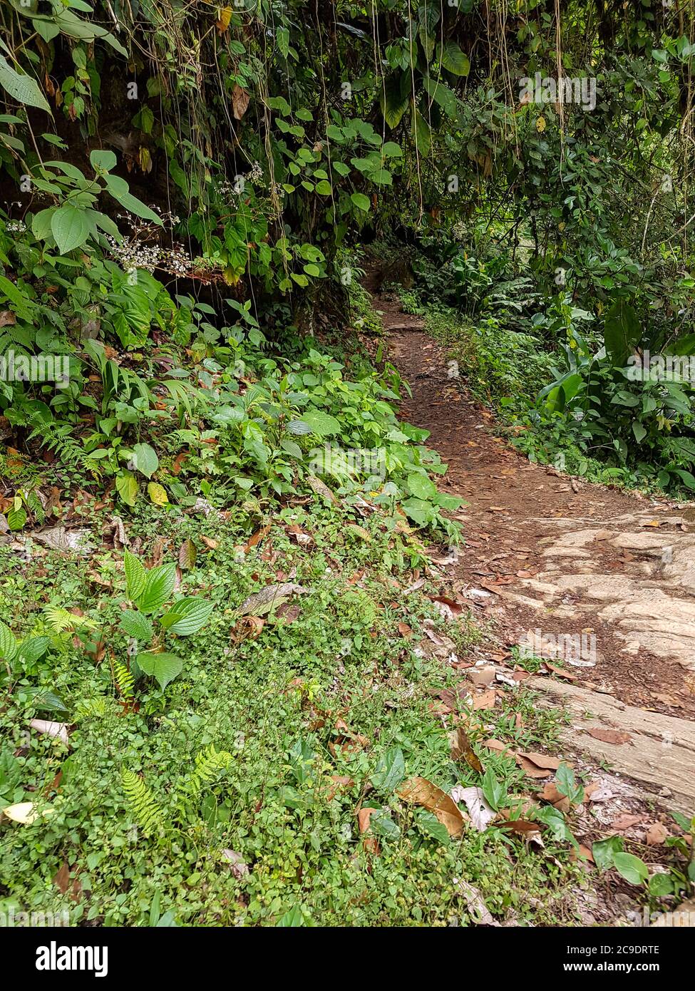 Jungle path hi-res stock photography and images - Alamy