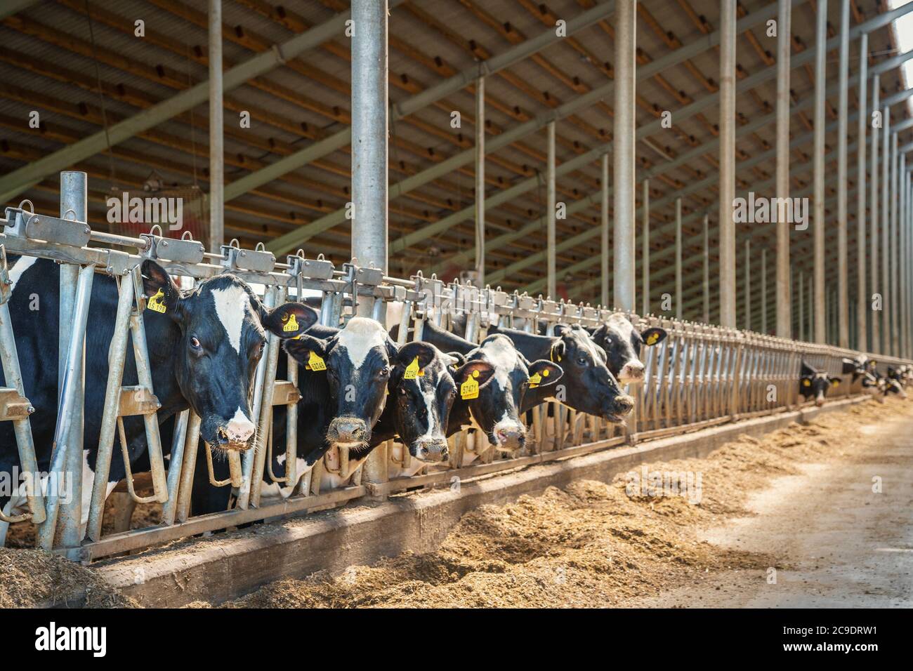 Dairy farm with milking cows in barn. Industrial modern breeding cattle ...