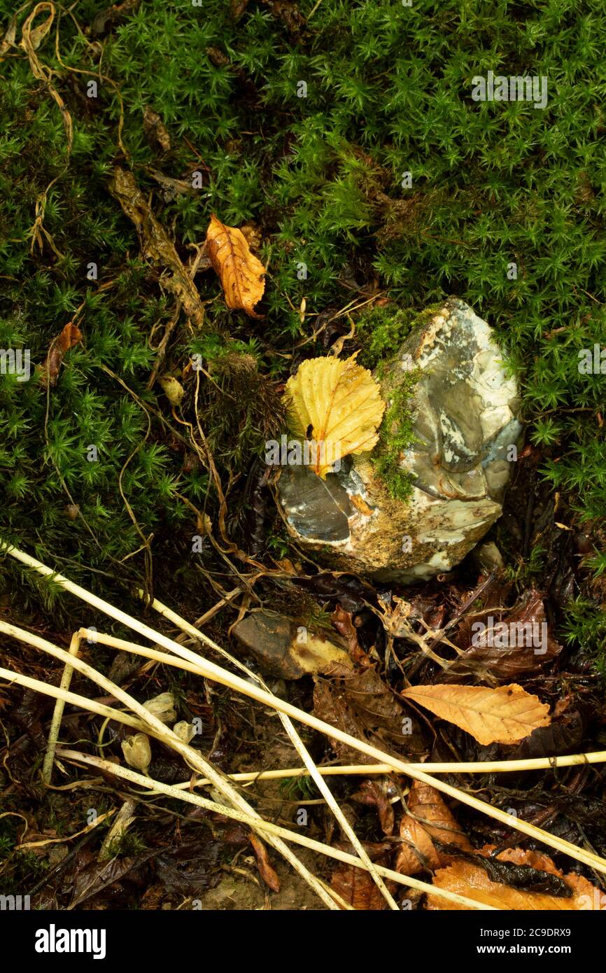 Rock moss clumps hi-res stock photography and images - Alamy