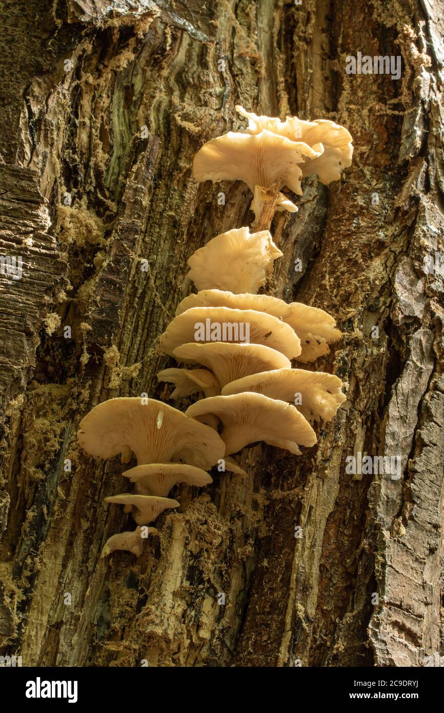 Bracket fungi breaking down living tree tissue in close-up, natural ...