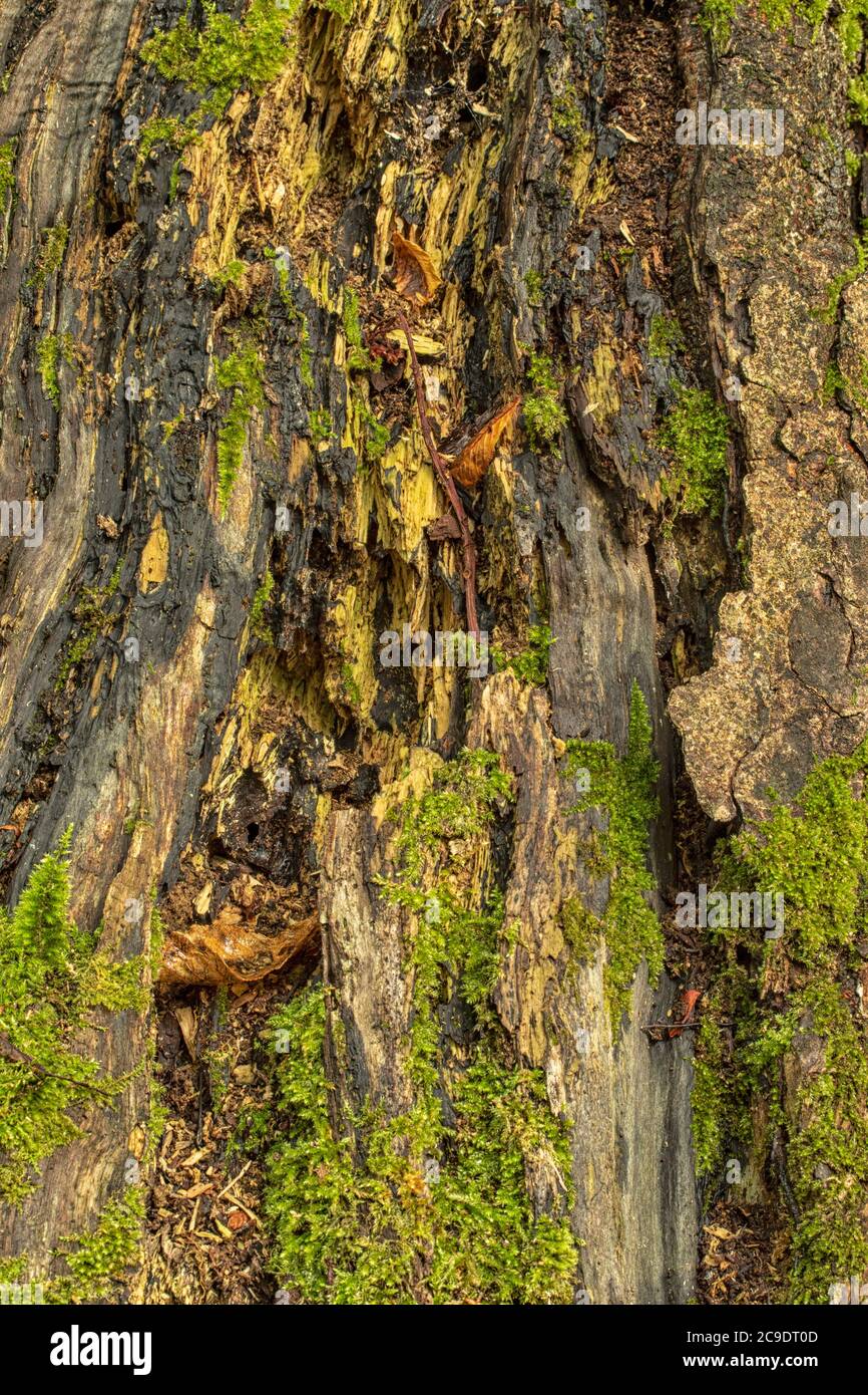 Close-up patterns and textures in tree bark, patterns in nature Stock ...
