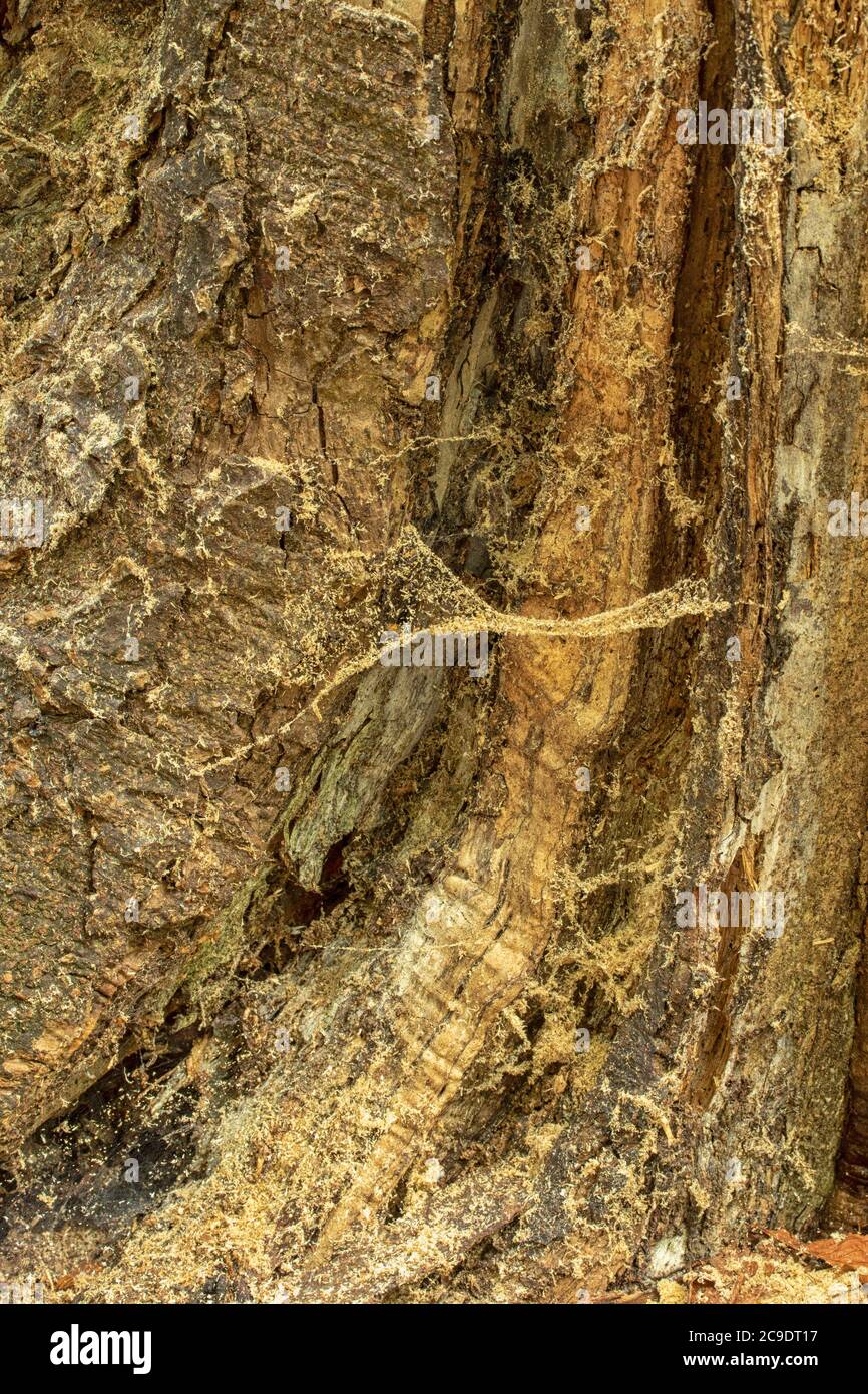 Close-up patterns and textures in tree bark, patterns in nature Stock ...