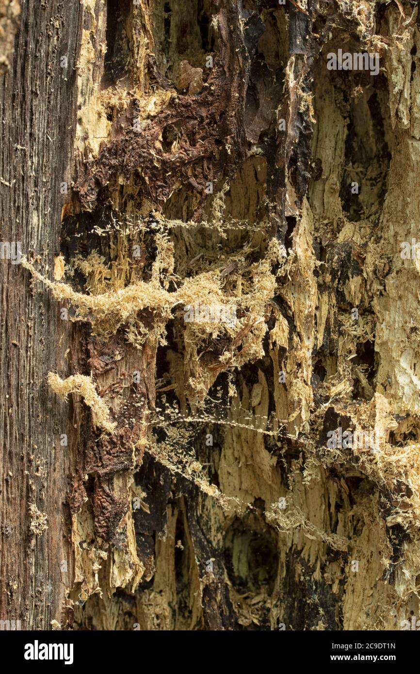 Close-up patterns and textures in tree bark, patterns in nature Stock ...