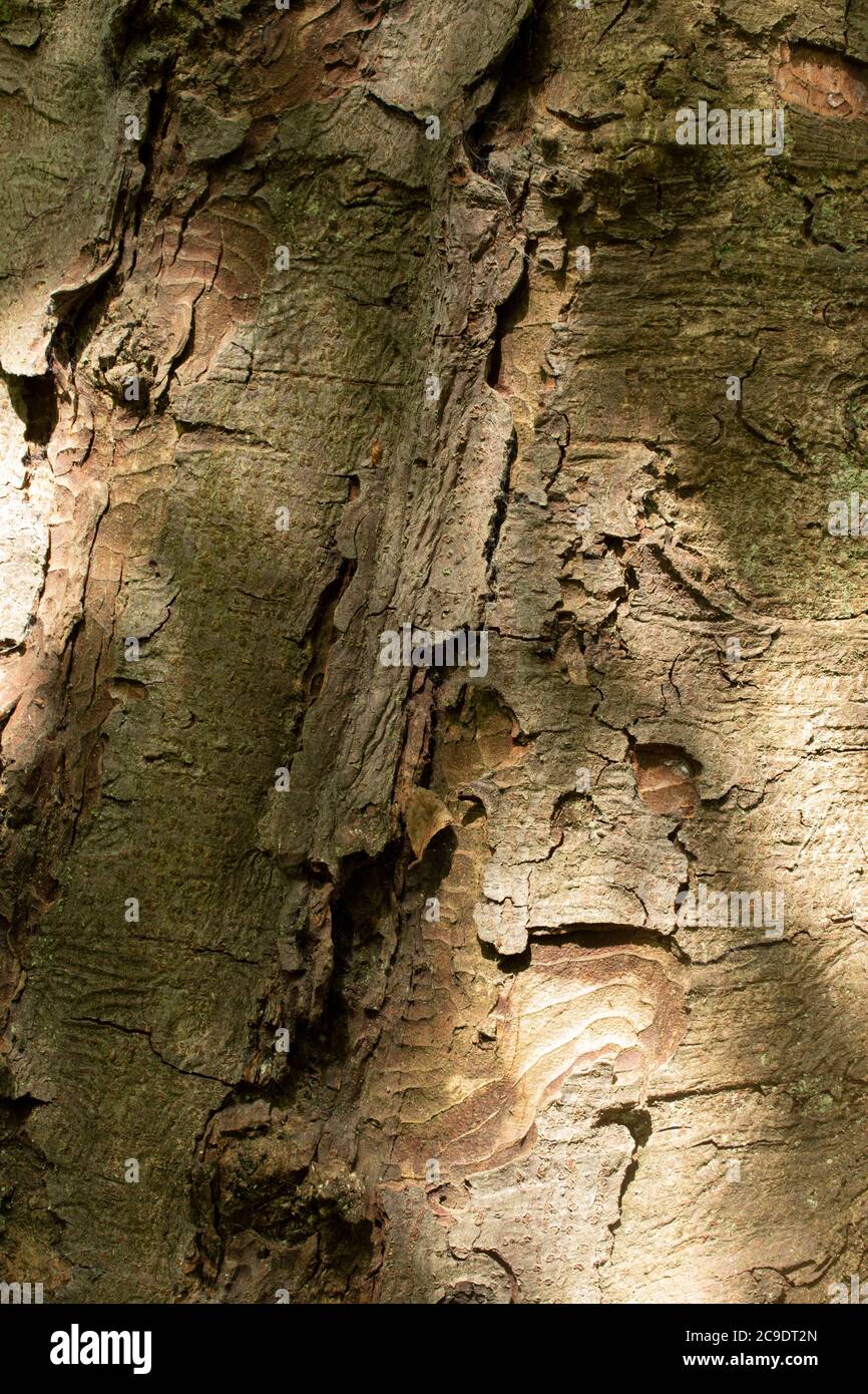 Close-up patterns and textures in tree bark, patterns in nature Stock ...