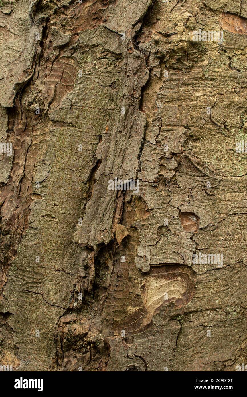 Close-up patterns and textures in tree bark, patterns in nature Stock ...