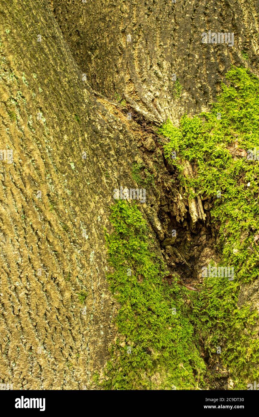 Close-up patterns and textures in tree bark, patterns in nature Stock ...