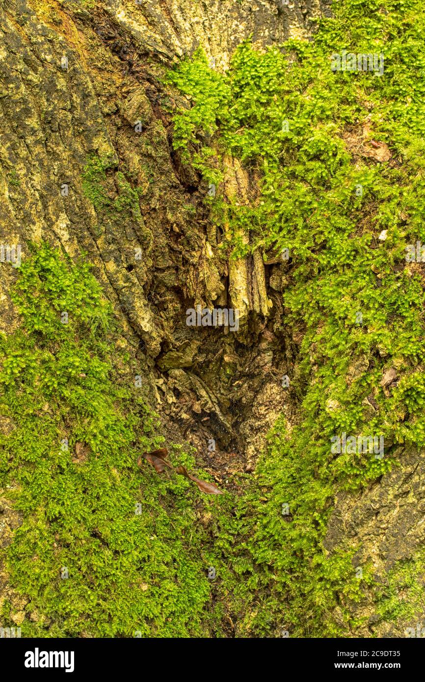 Close-up patterns and textures in tree bark, patterns in nature Stock ...