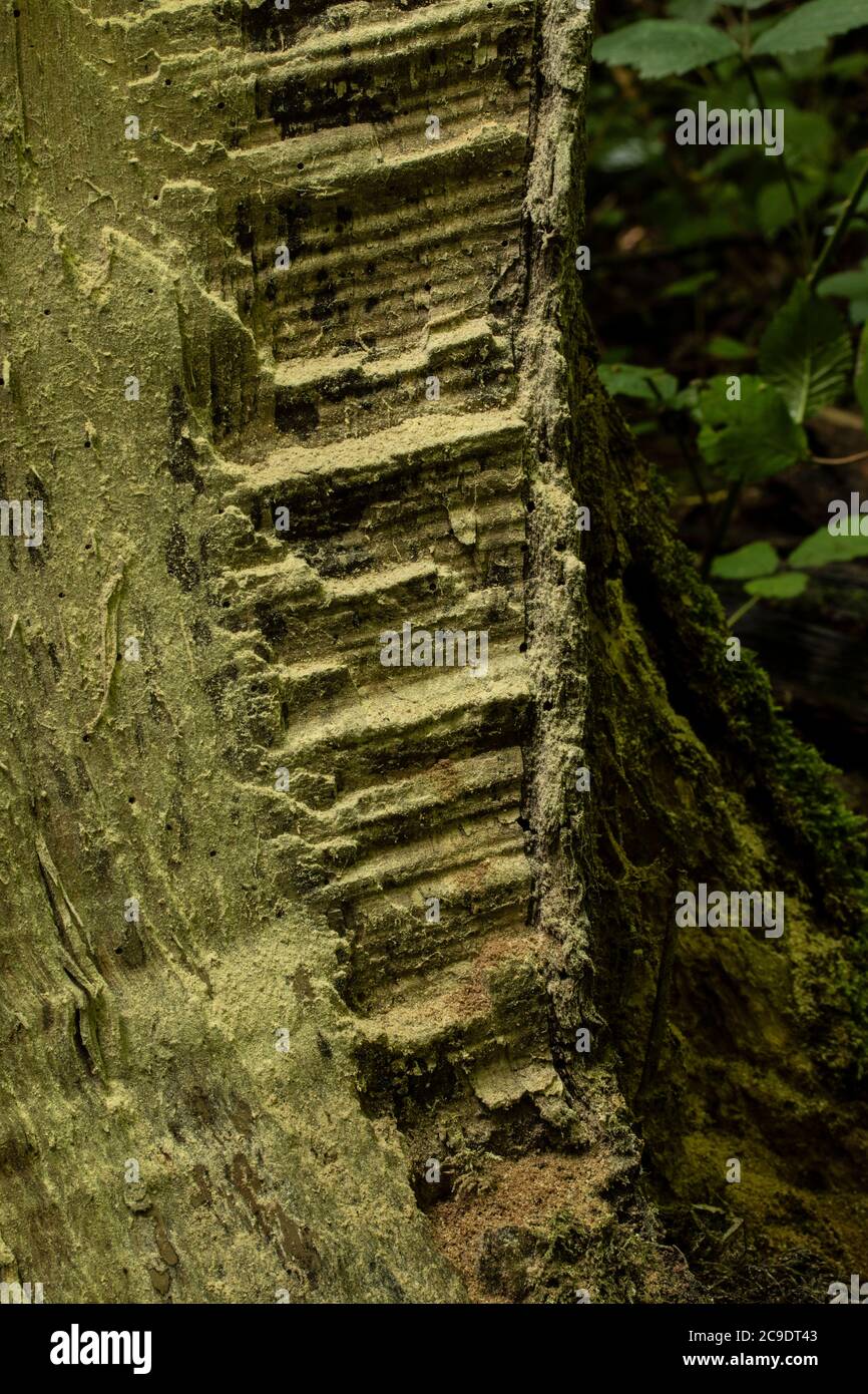 Close-up patterns and textures in tree bark, patterns in nature Stock ...