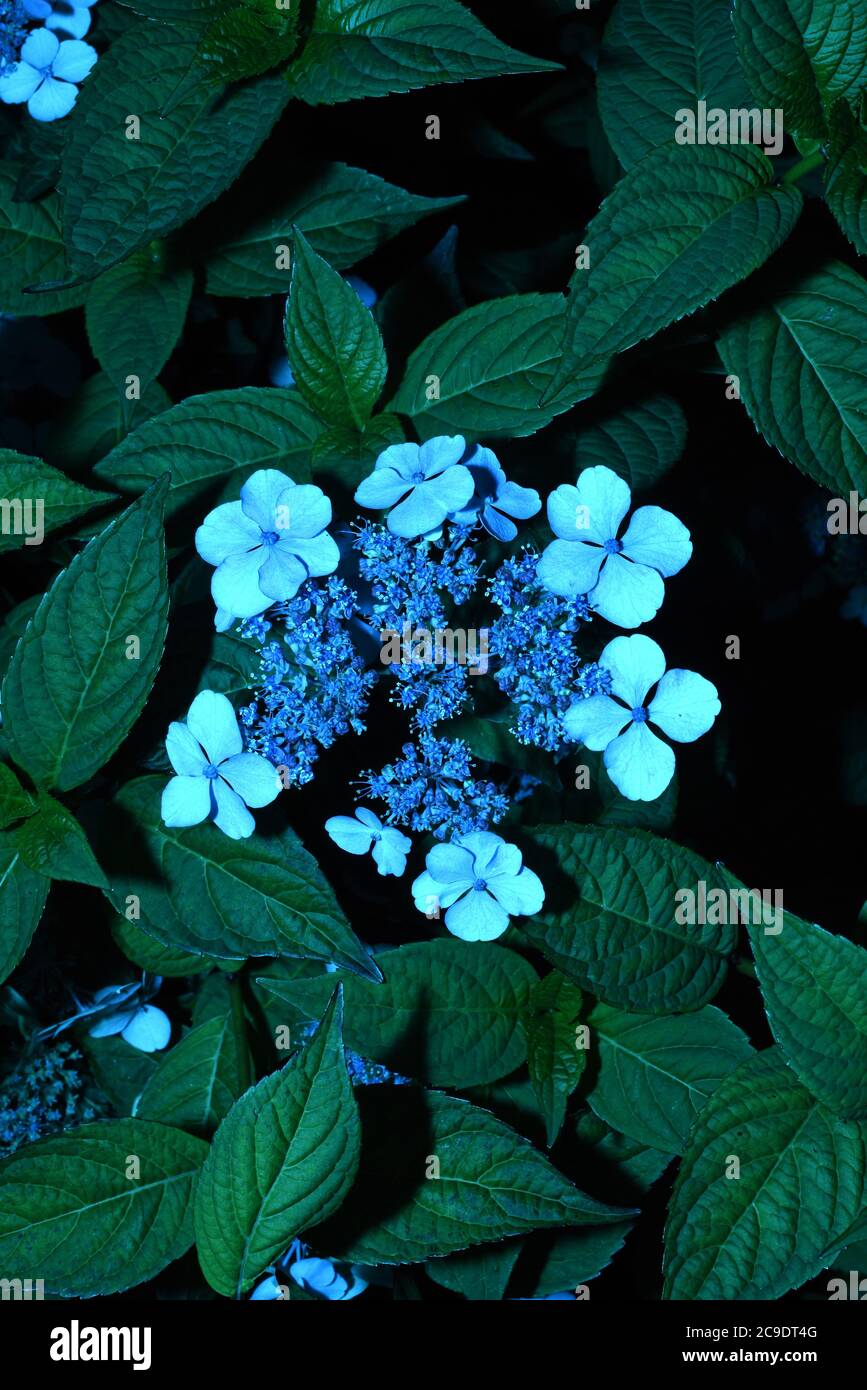 Hydrangea plant and flower blossom lit by a blue flash at night Stock ...