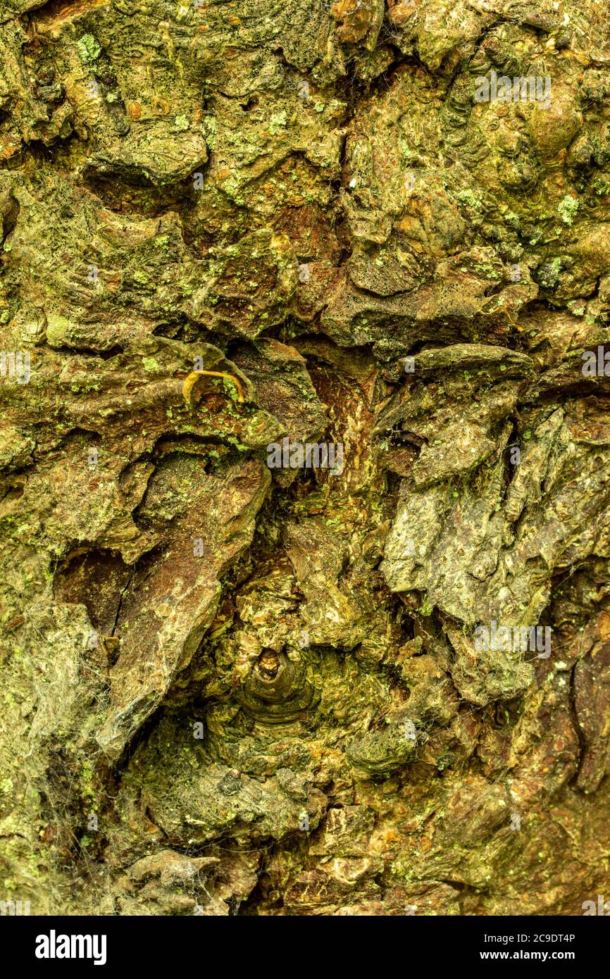 Close-up patterns and textures in tree bark, patterns in nature Stock ...