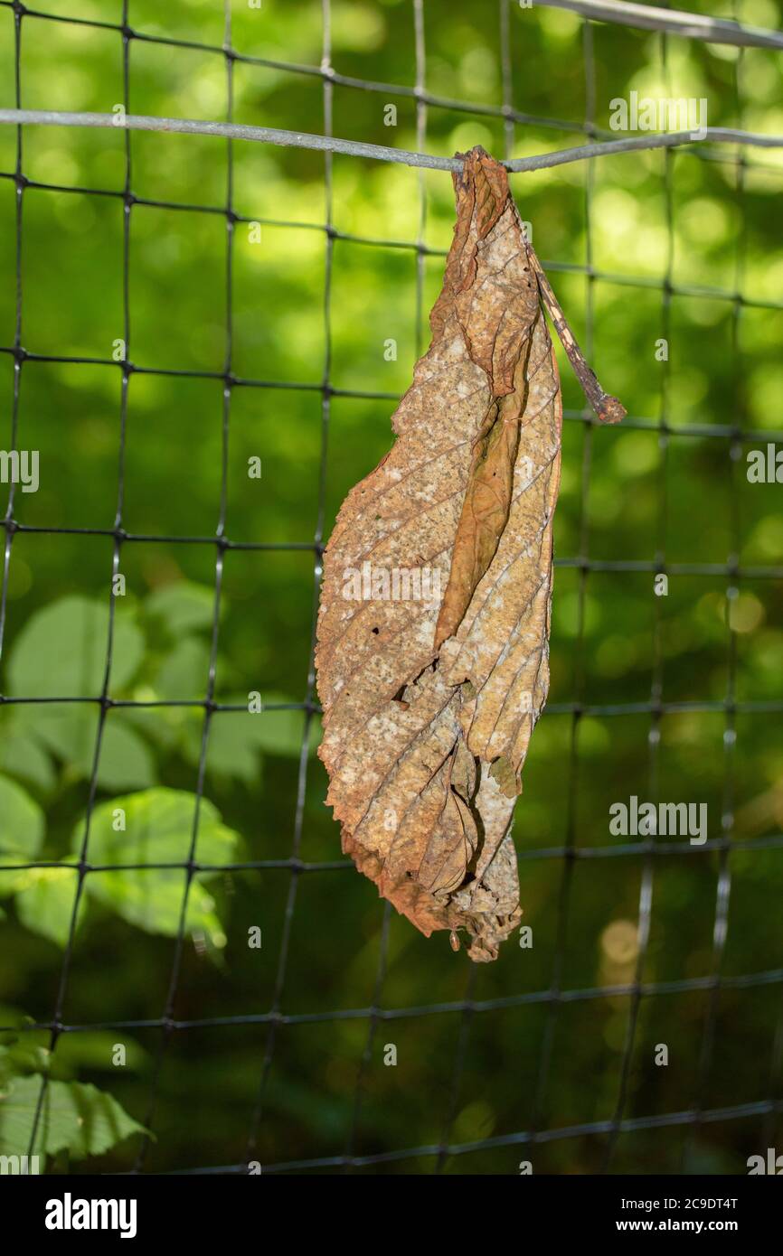 Large decaying leaf caught on separation fencing with natural sunlit ...