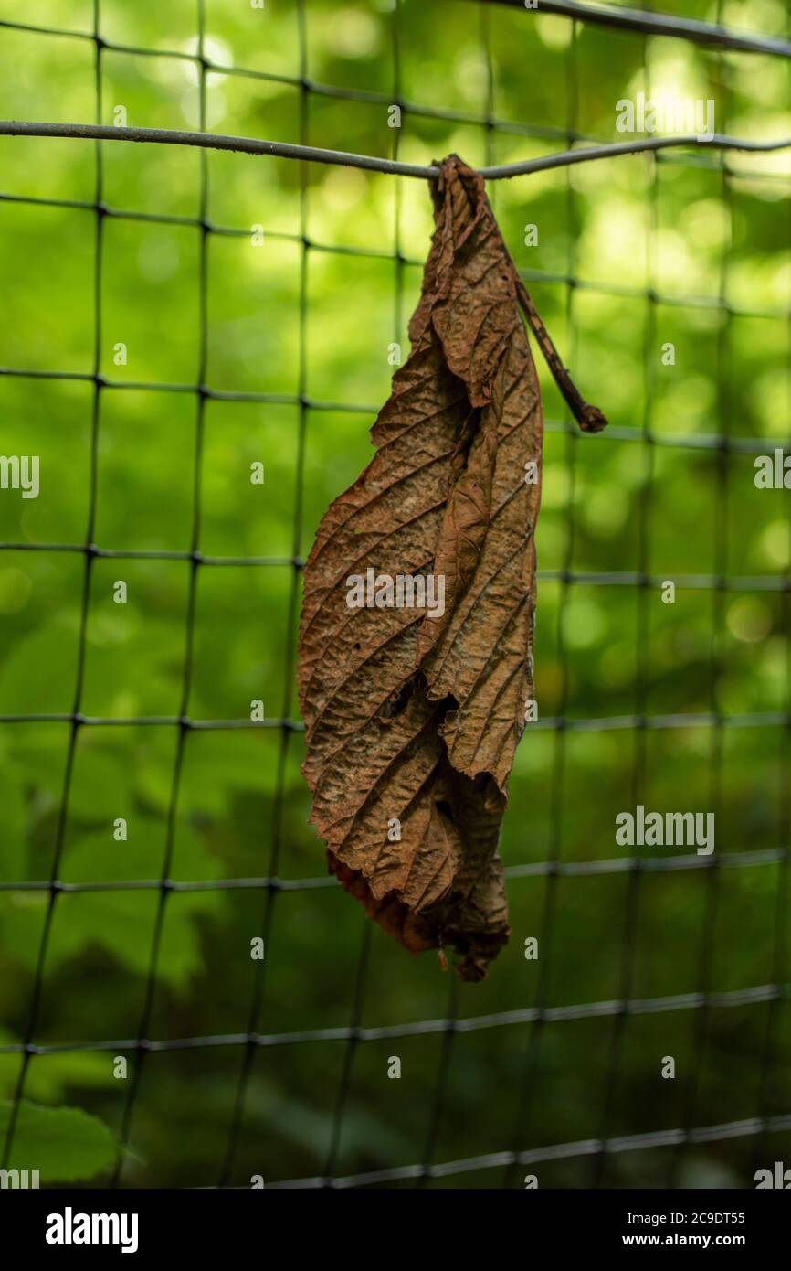 Large decaying leaf caught on separation fencing with natural sunlit ...