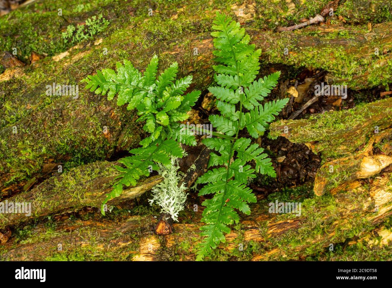 Close-up patterns and textures in tree bark, patterns in nature Stock ...