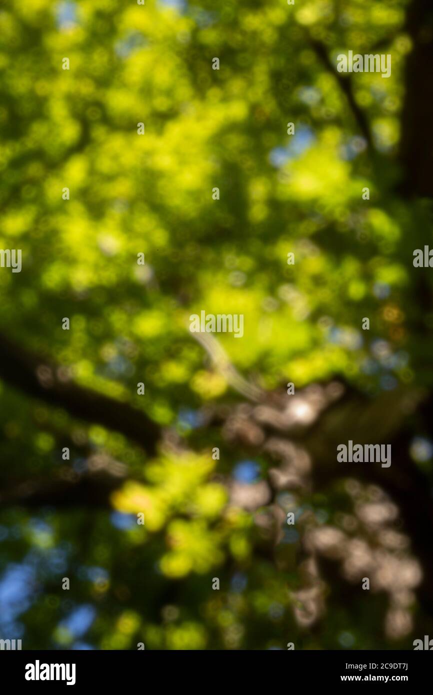 Pinhole photography landscapes of woodland trees in full summer foliage ...