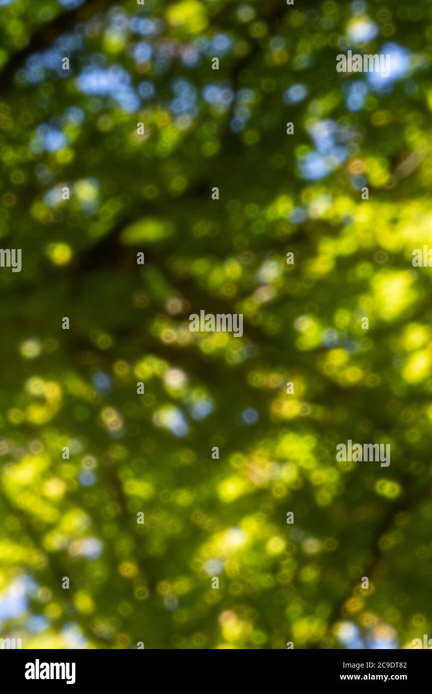 Pinhole photography landscapes of woodland trees in full summer foliage ...