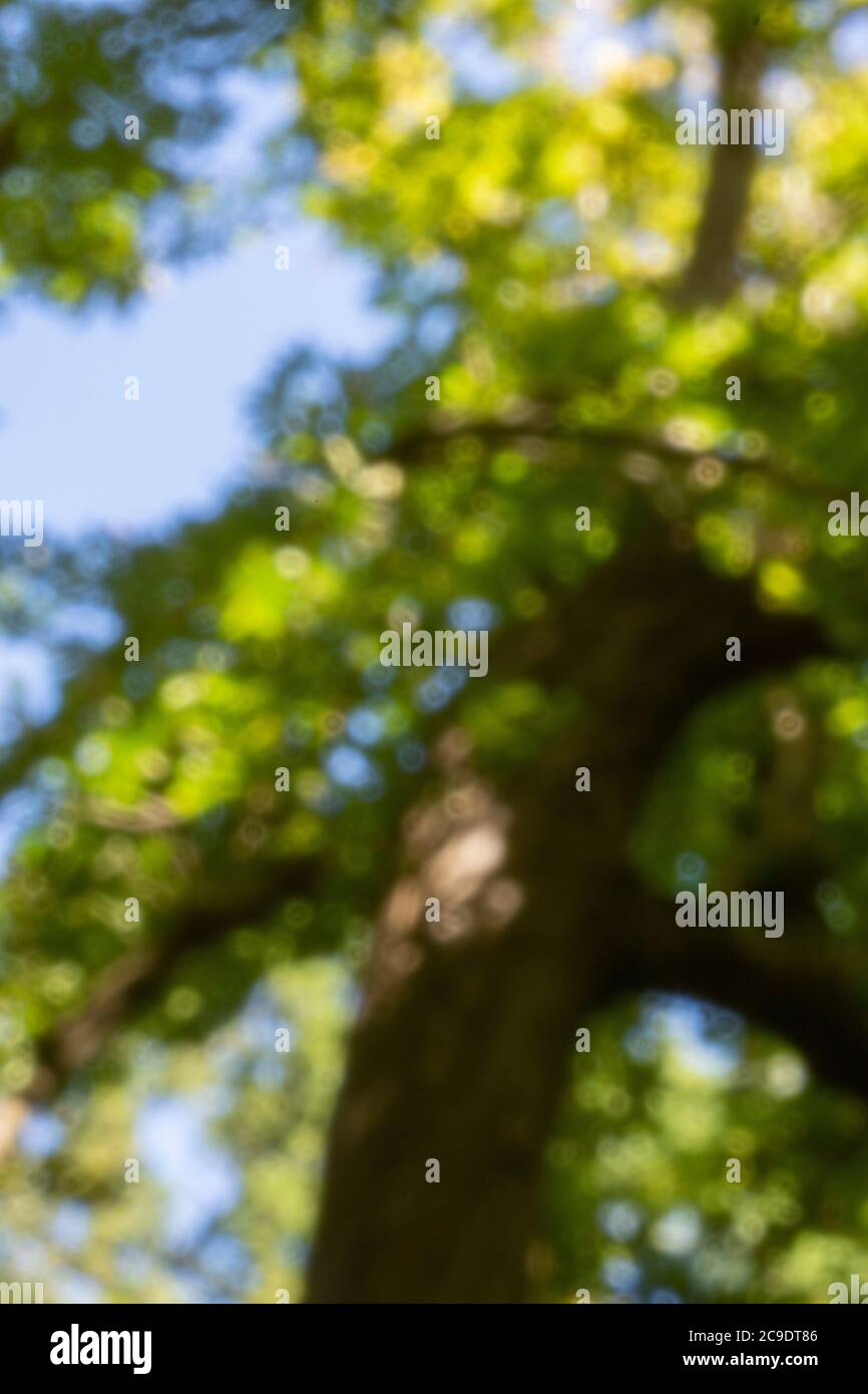Pinhole photography landscapes of woodland trees in full summer foliage ...