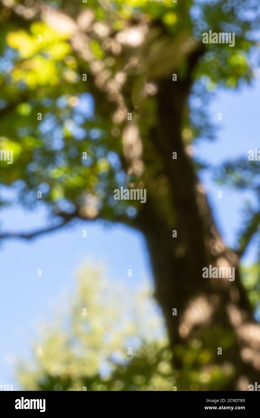 Pinhole photography landscapes of woodland trees in full summer foliage ...