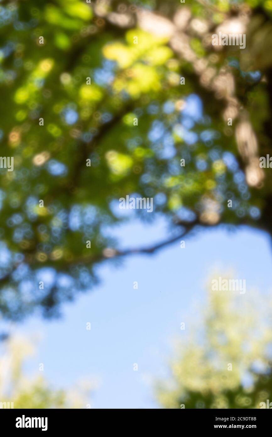 Pinhole photography landscapes of woodland trees in full summer foliage ...