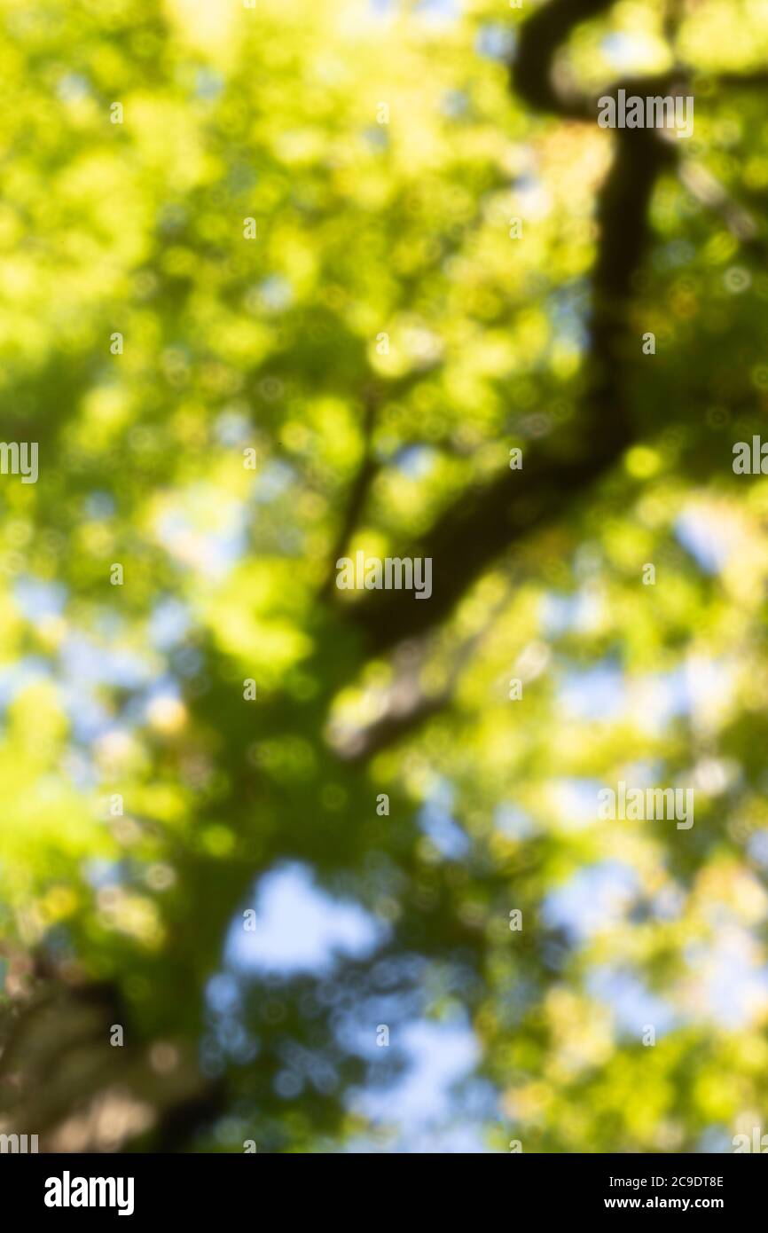 Pinhole photography landscapes of woodland trees in full summer foliage ...