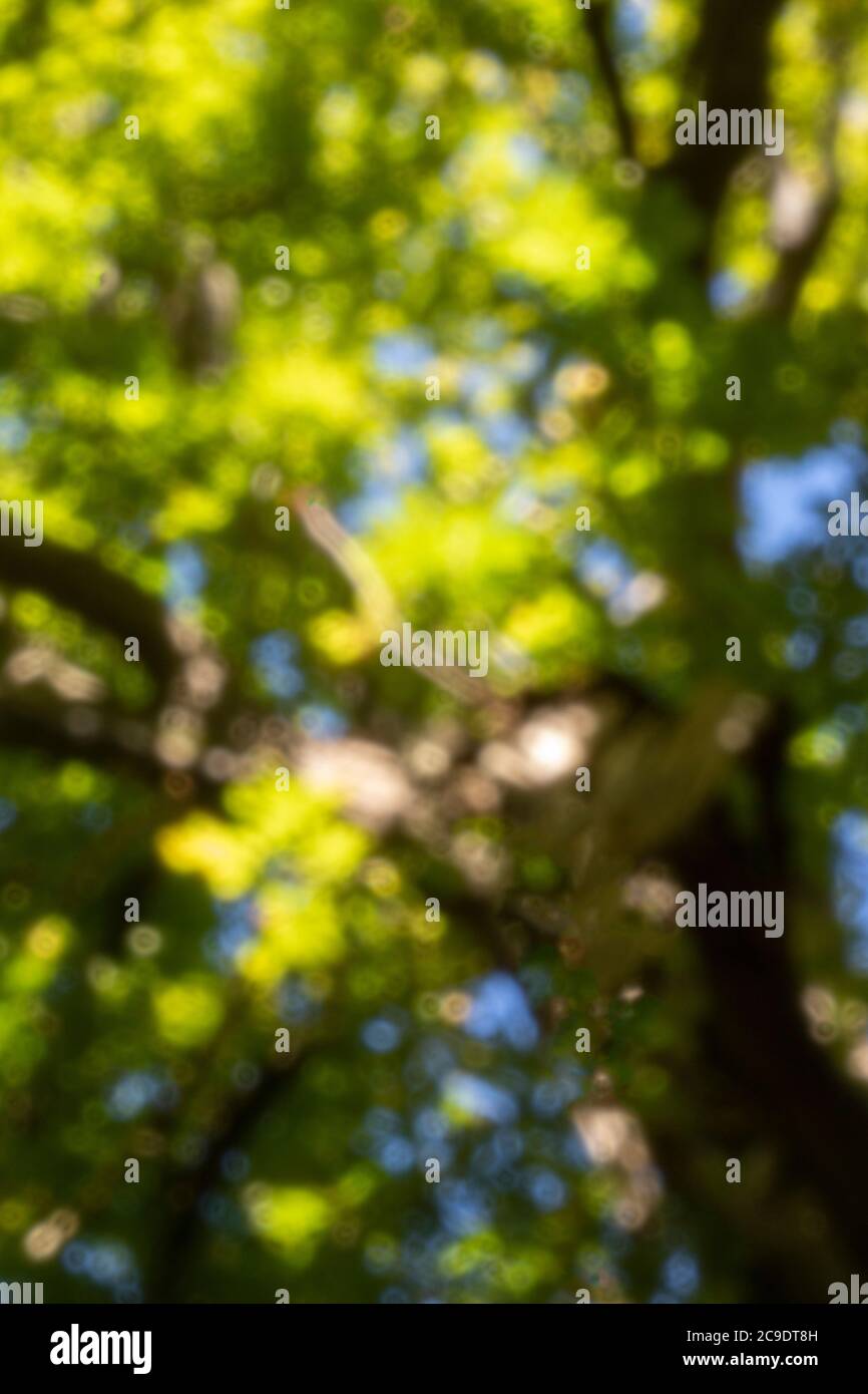 Pinhole photography landscapes of woodland trees in full summer foliage ...