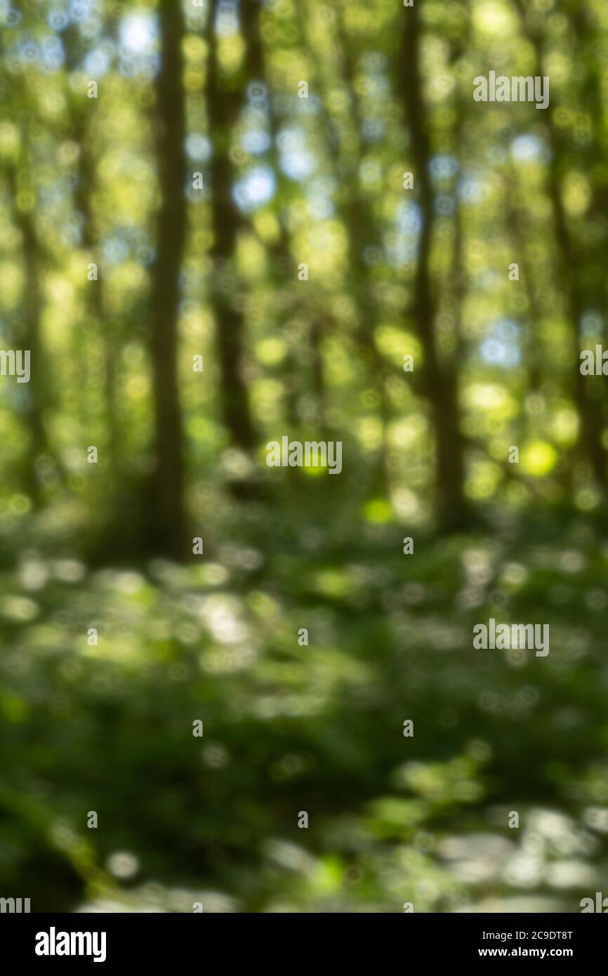 Pinhole photography landscapes of woodland trees in full summer foliage ...
