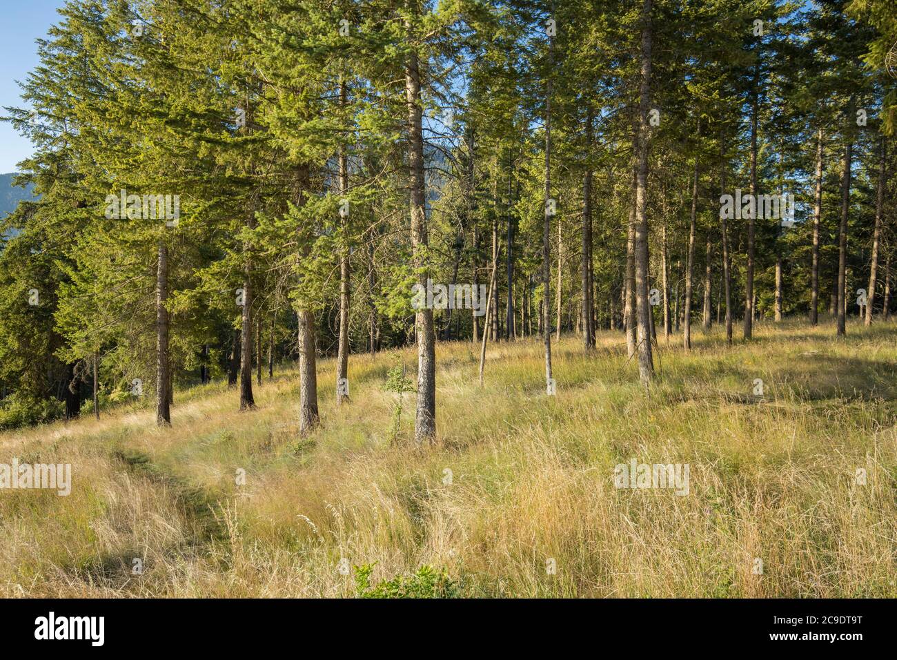 A landscape of trees and field grass at Farragut State Park in north ...