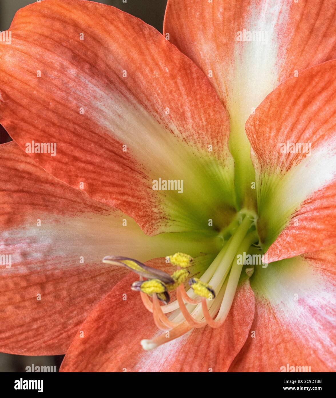 Close up plant portrait of Amaryllis flower petals and stamen, macro ...