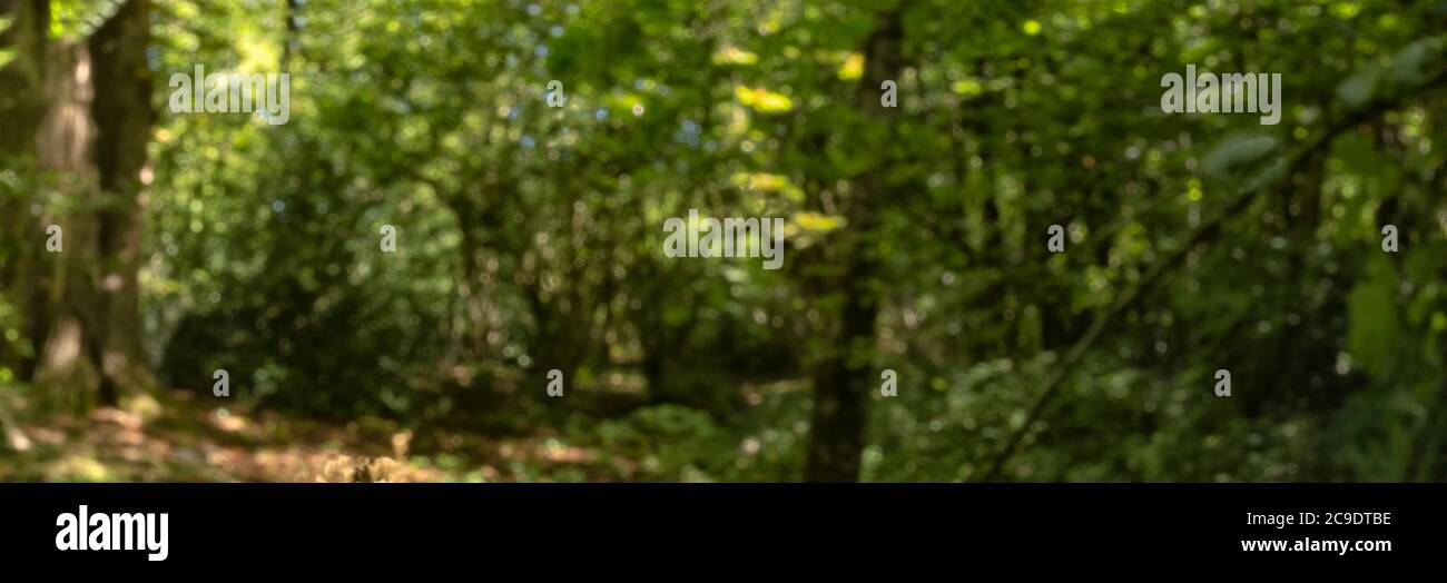 Pinhole photography landscapes of woodland trees in full summer foliage ...