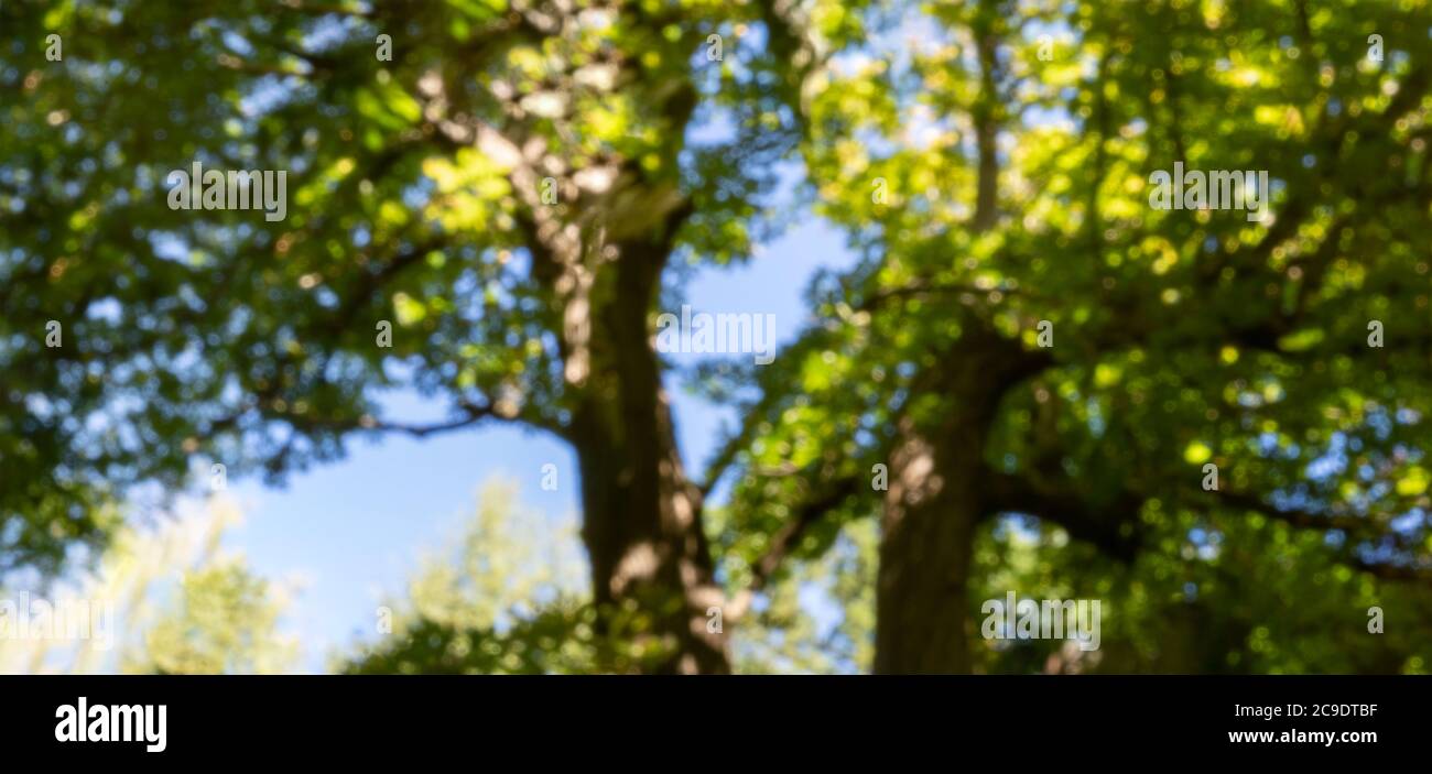 Pinhole photography landscapes of woodland trees in full summer foliage ...