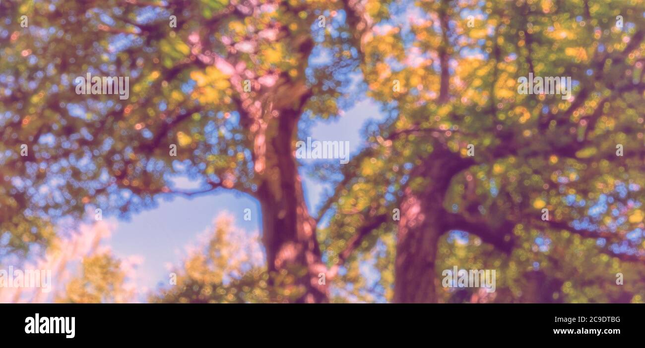 Pinhole photography landscapes of woodland trees in full summer foliage ...