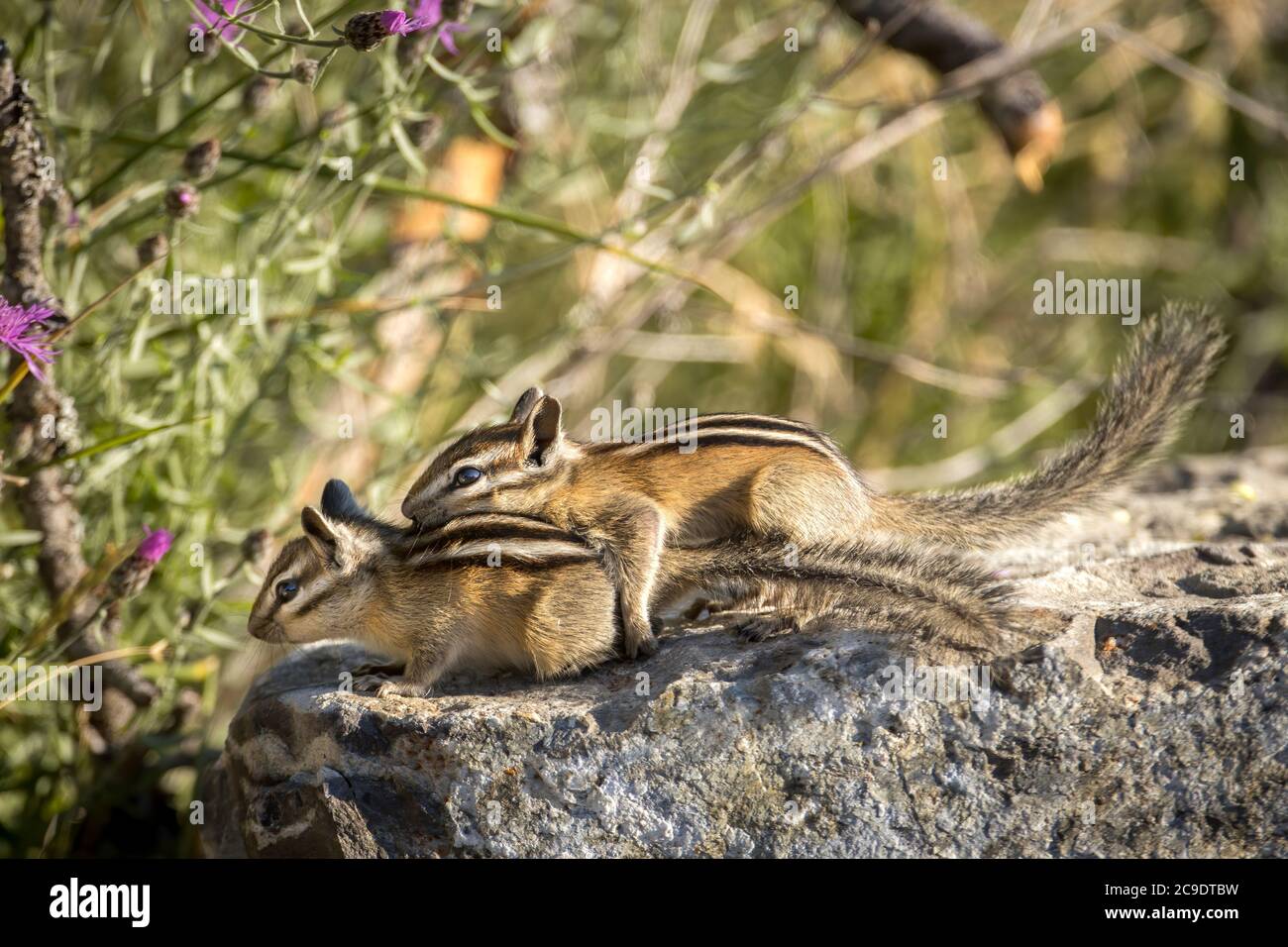 Two chipmunks play on a large rock at Farragut State Park in north ...