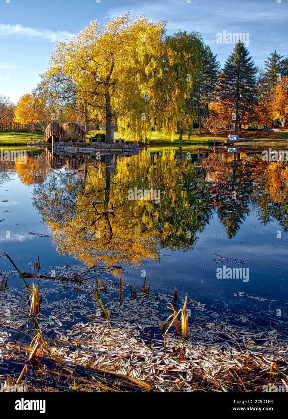 The landscape of the backyard garden with reflection of fall color ...